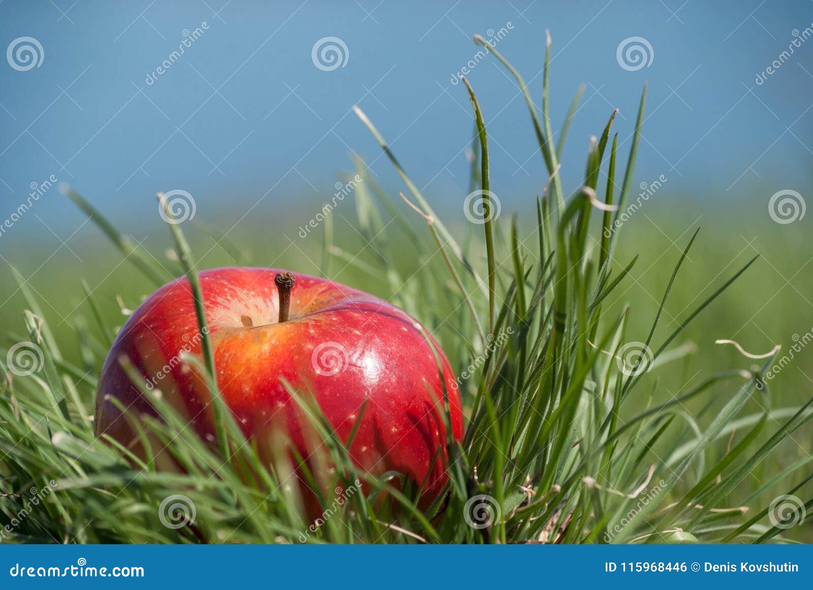 Red Juicy Solid Apple Fruit Lying Under Sunlight on Green Grass. Stock ...