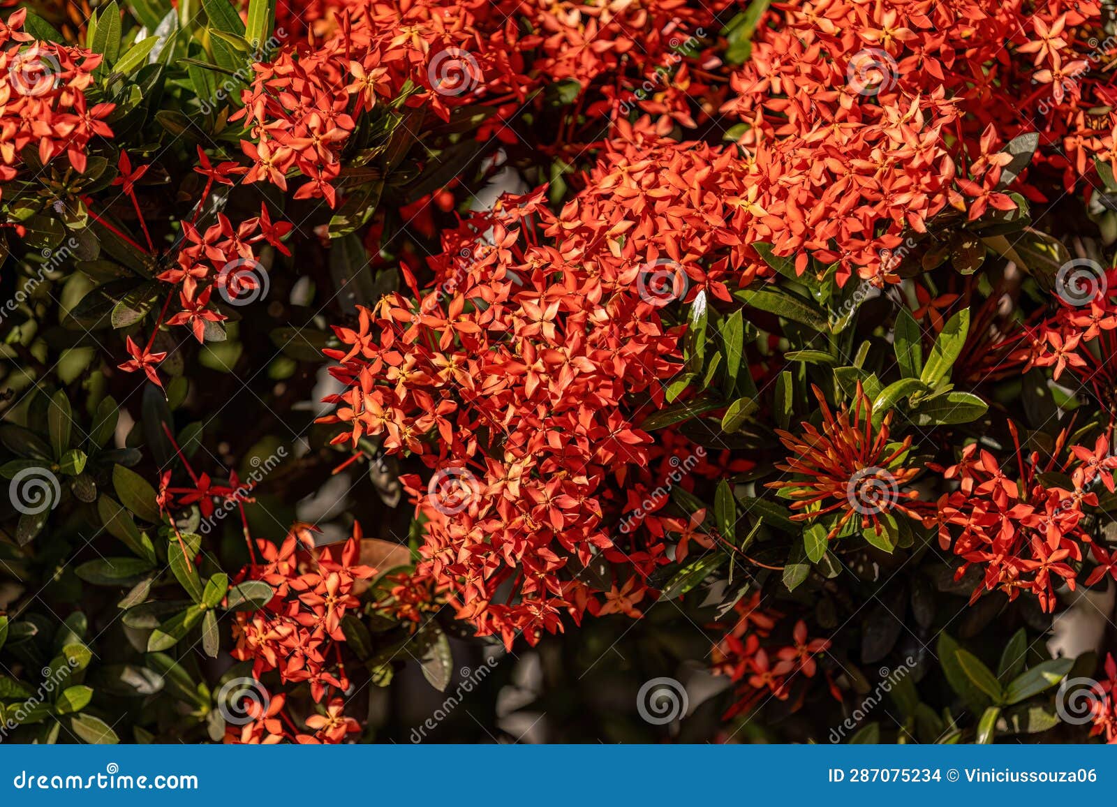 Red Jungle Flame Plant Flower Stock Photo - Image of garden, flora ...