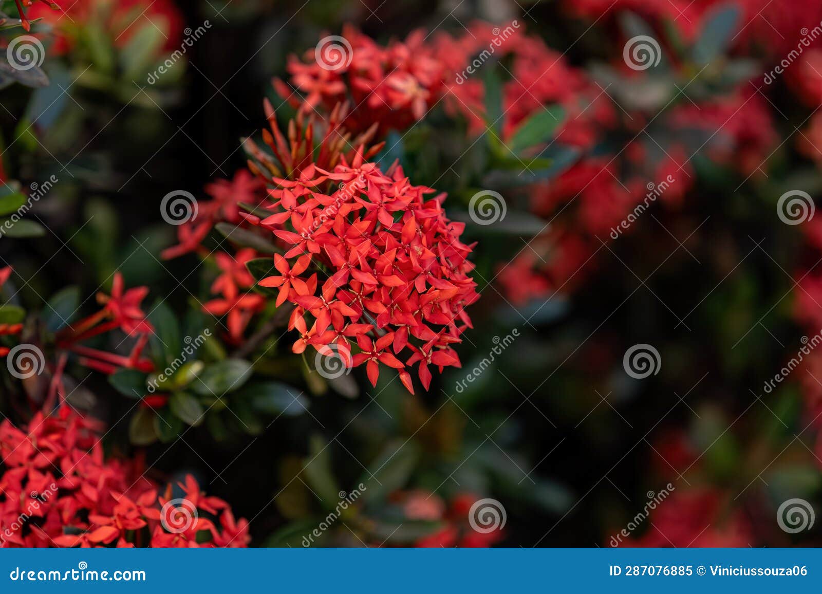 Red Jungle Flame Plant Flower Stock Image - Image of natural, flower ...