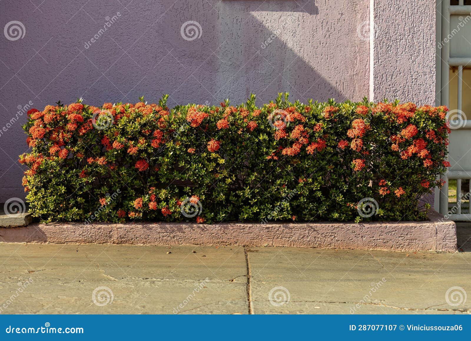Red Jungle Flame Plant Flower Stock Image - Image of bloom, chinese ...