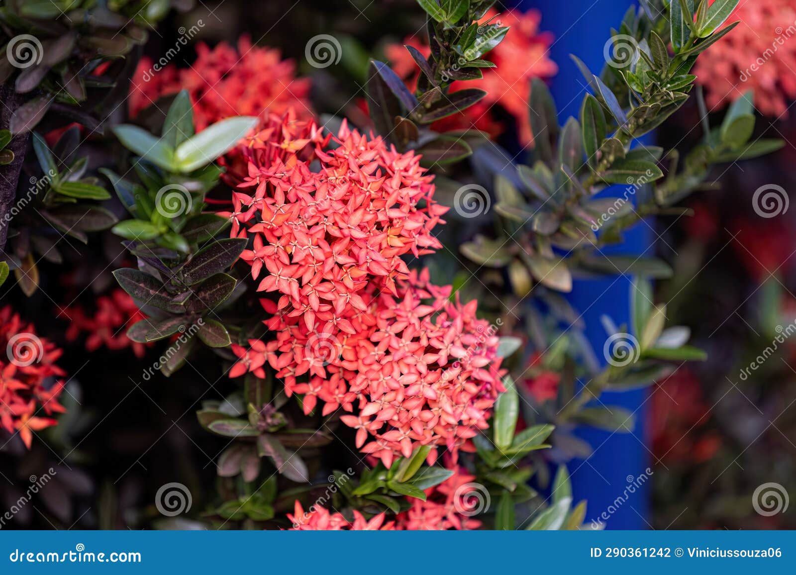 Red Jungle Flame Plant Flower Stock Photo - Image of flowers, nature ...