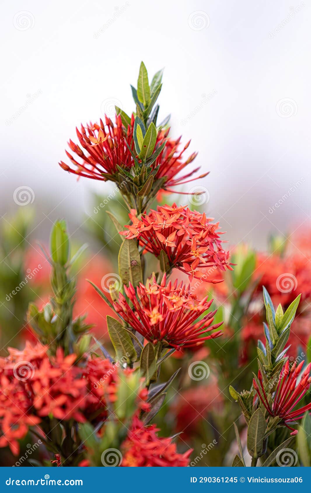 Red Jungle Flame Plant Flower Stock Image - Image of coccinea, colorful ...