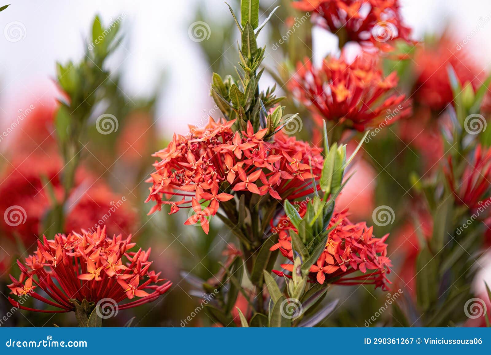 Red Jungle Flame Plant Flower Stock Image - Image of genus, leaf: 290361267