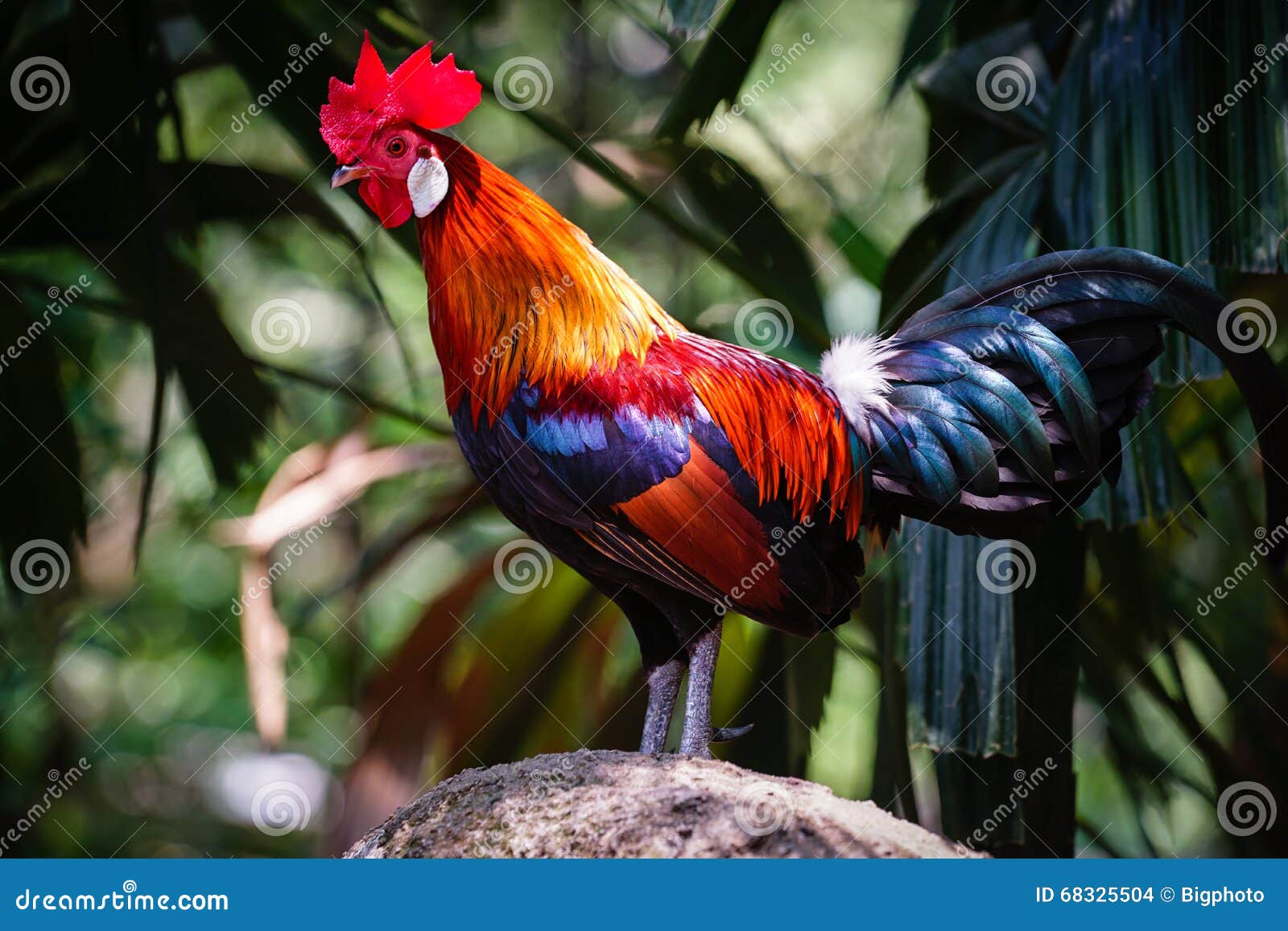 Red Jungle Fowl stock photo. Image of color, black, imperial - 68325504