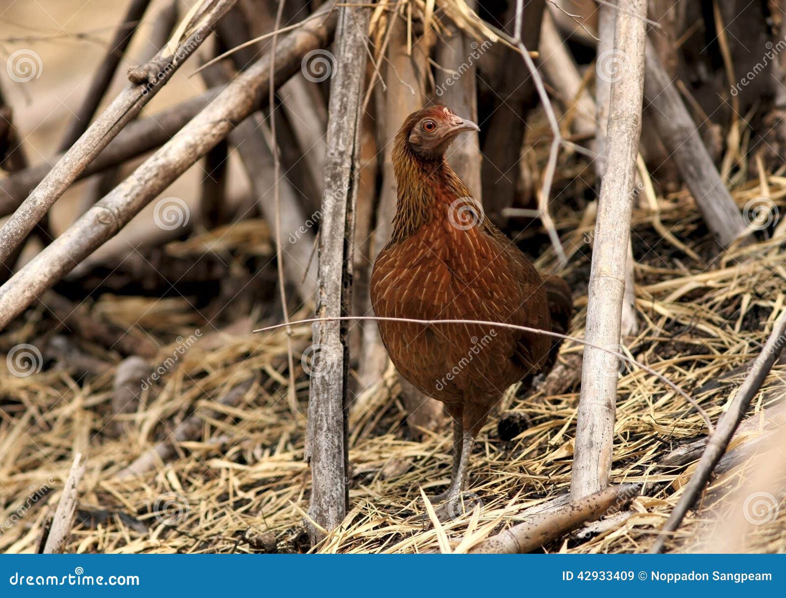 Red jungle fowl of Nature stock image. Image of bird - 42933409