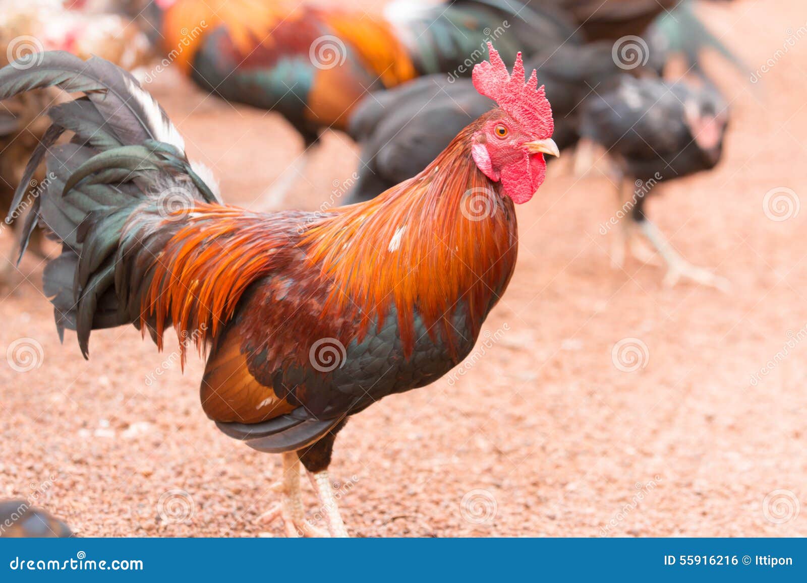 Red jungle fowl stock photo. Image of fowl, colorful - 55916216