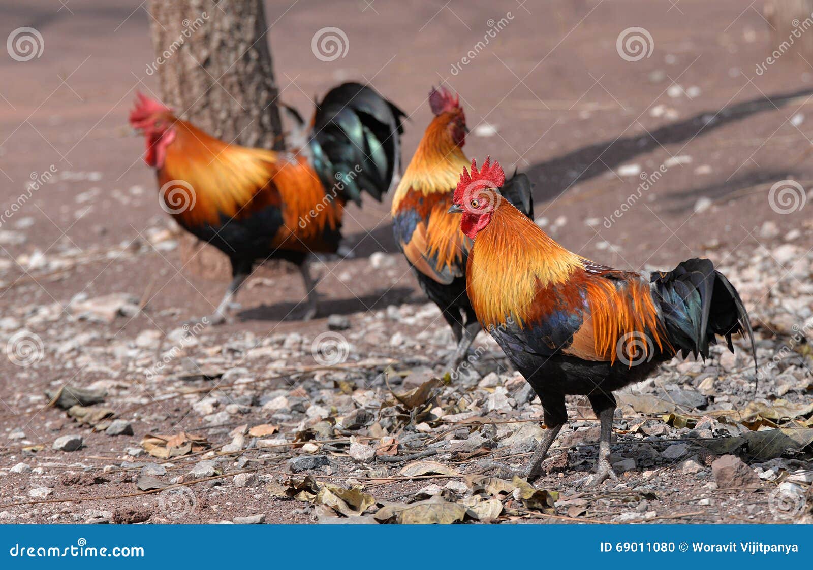 Red Jungle fowl stock photo. Image of farming, camera - 69011080