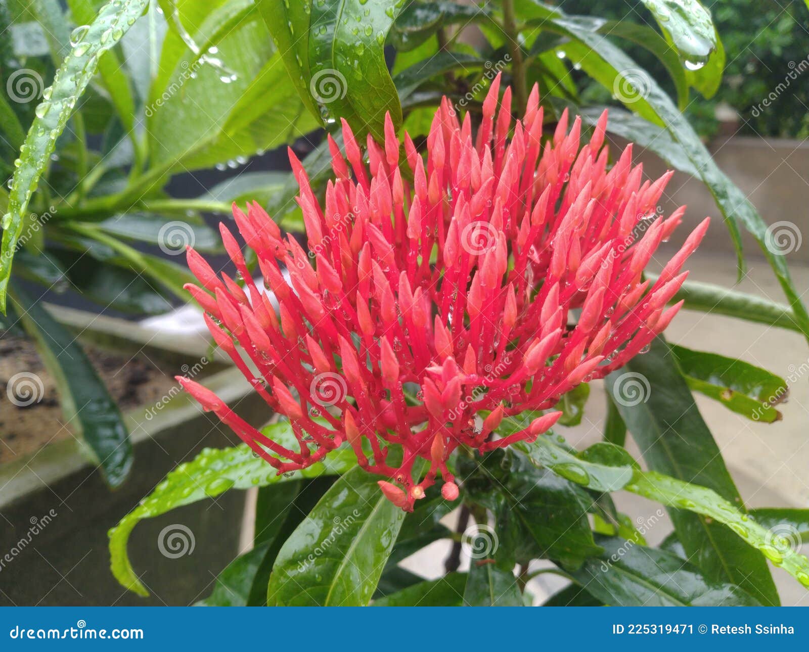 Red Jungle geranium flower stock image. Image of blossom - 225319471