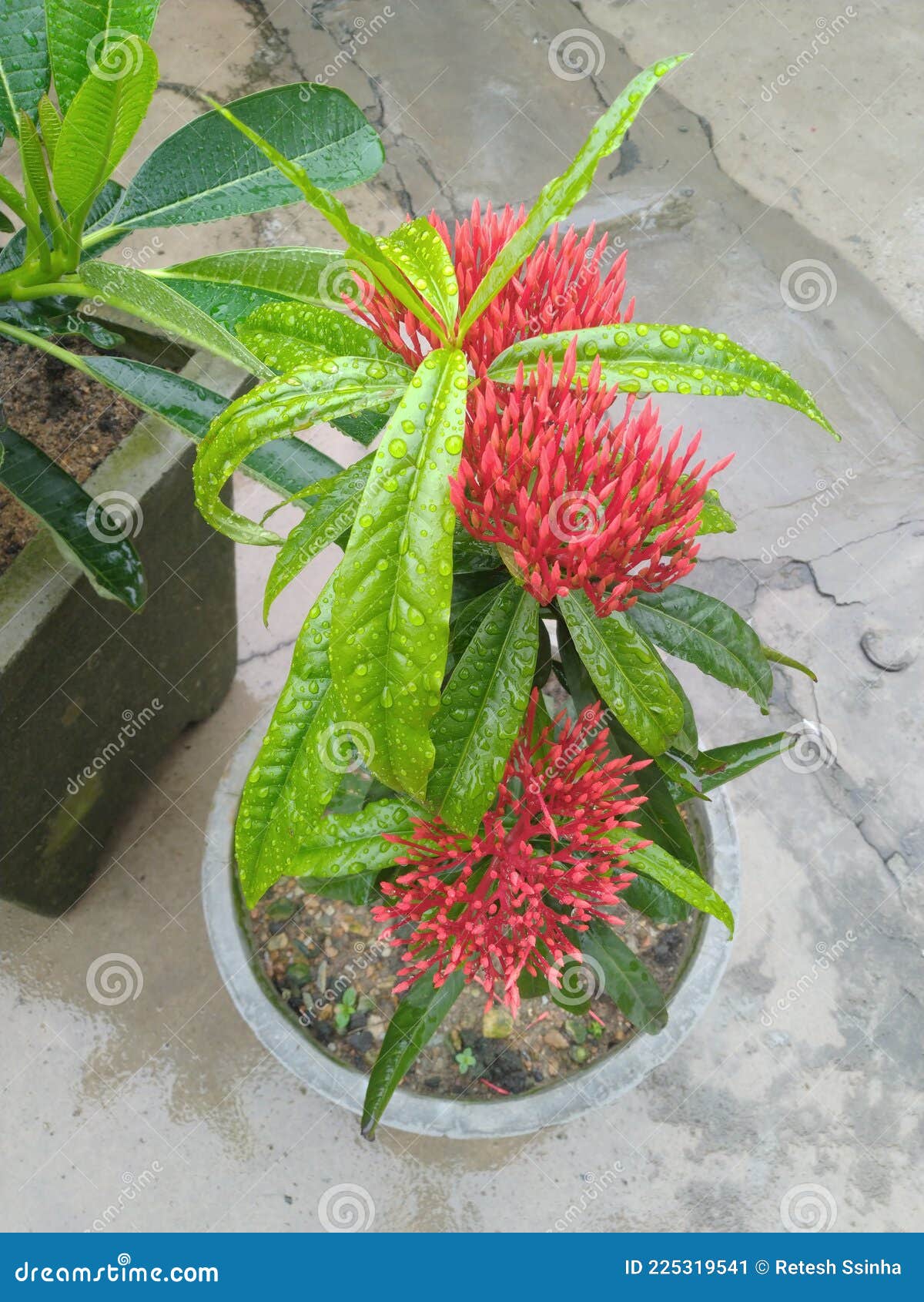 Red Jungle geranium flower stock image. Image of produce - 225319541