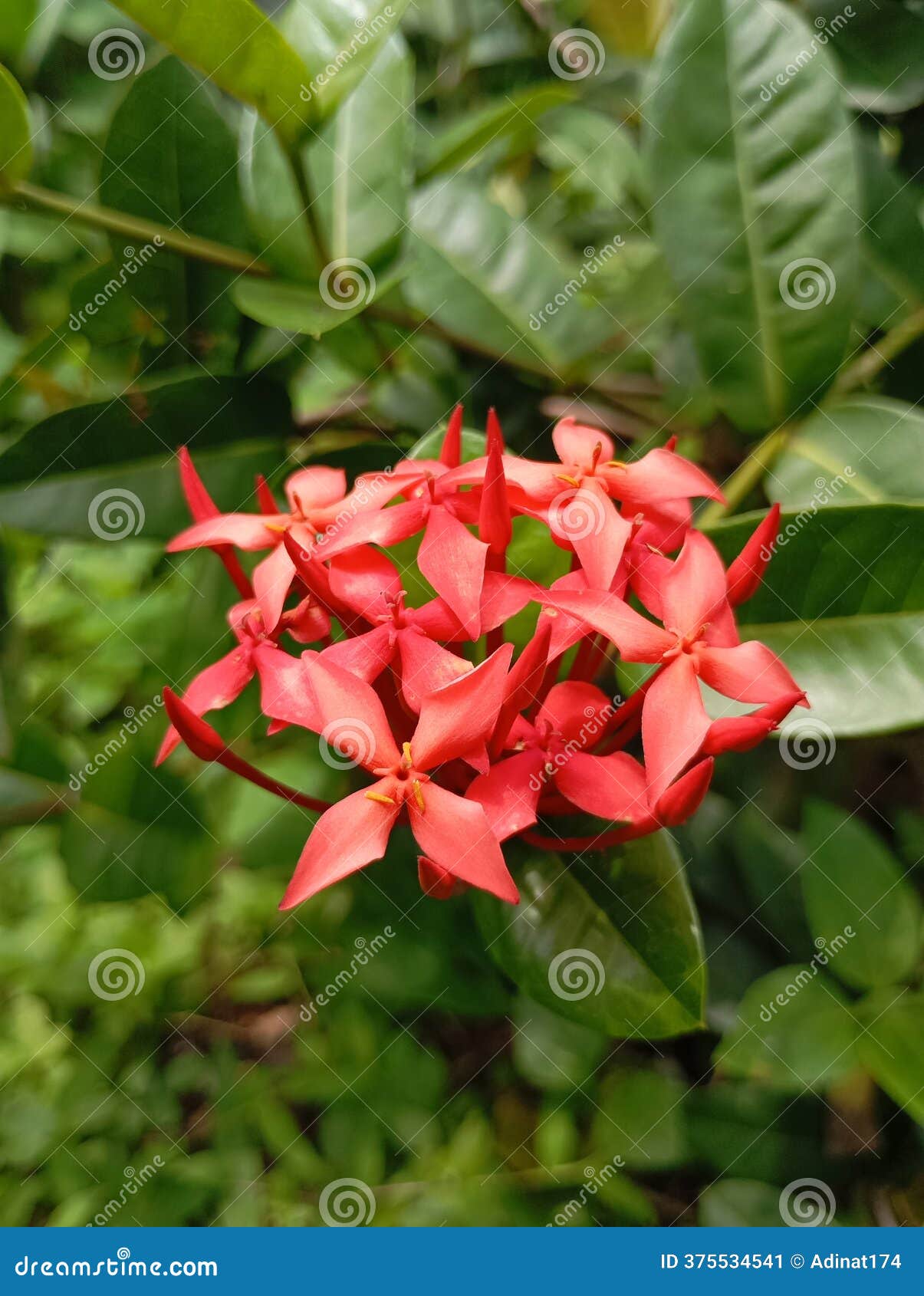 Jungle Geranium Or Ixora Coccinea Is A Species Of Flowering Plant In ...