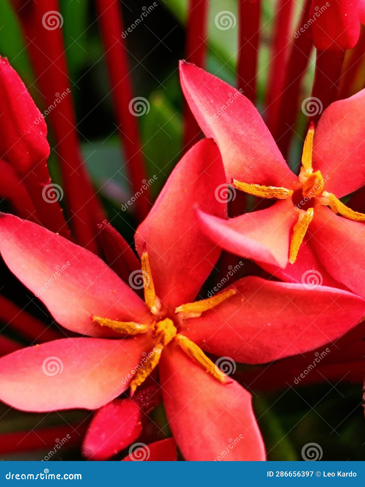The Red Jungle Geranium Flower is in Full Bloom Stock Image - Image of ...