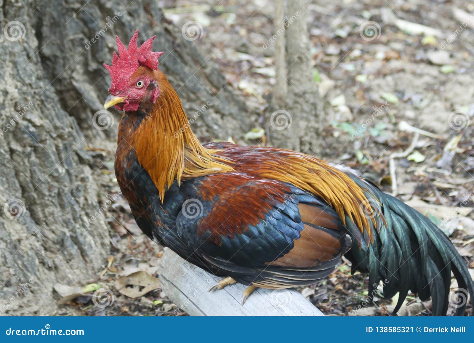 Red Junglefowl Gallus Gallus Male Birds Eye Close-up Stock Photo ...
