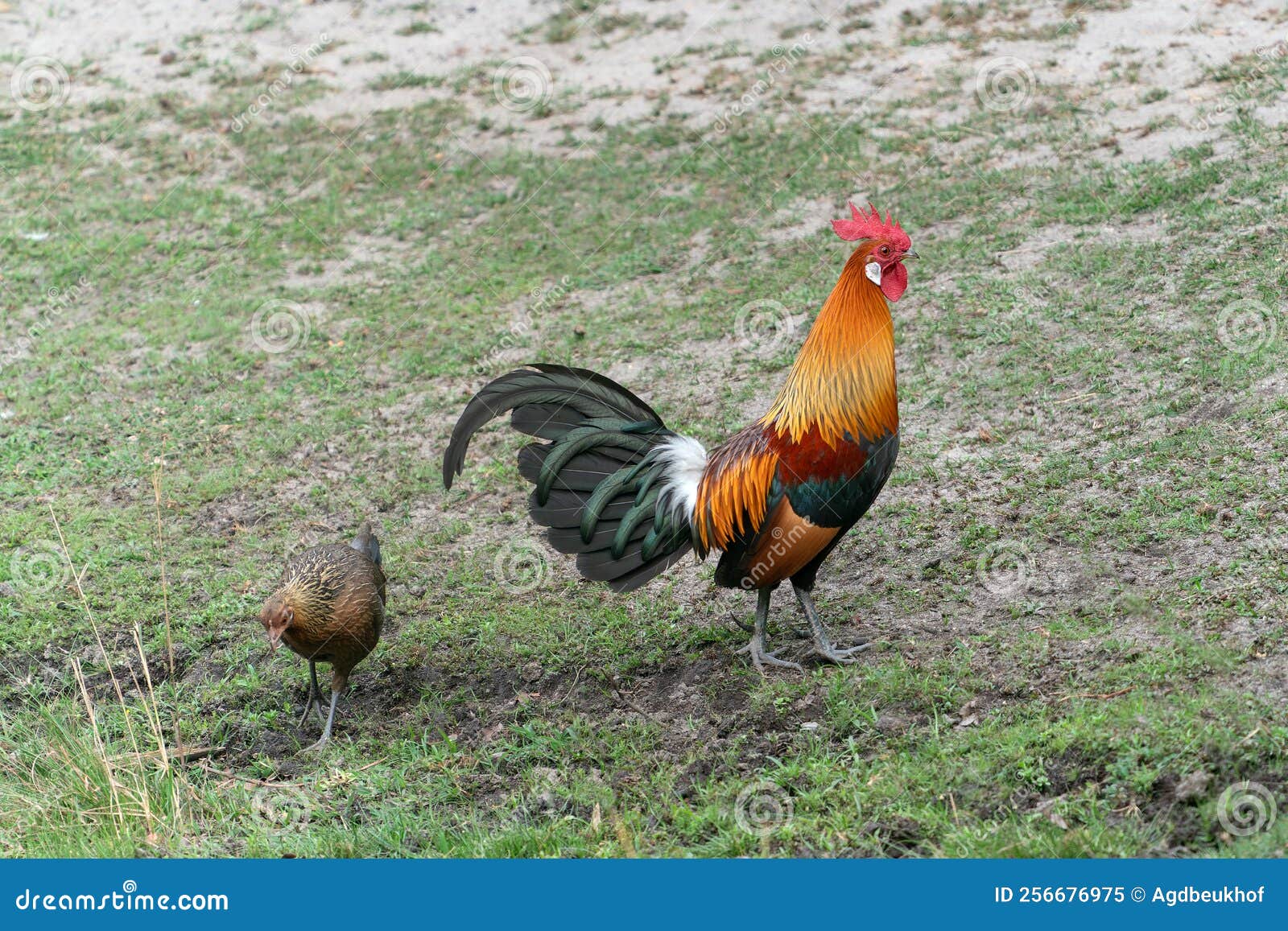 The Red Junglefowl Gallus Gallus, Walking in the Forest Stock Image ...