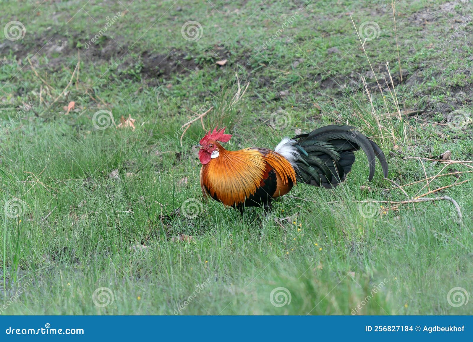 The Red Junglefowl Gallus Gallus Stock Photo - Image of innocent ...
