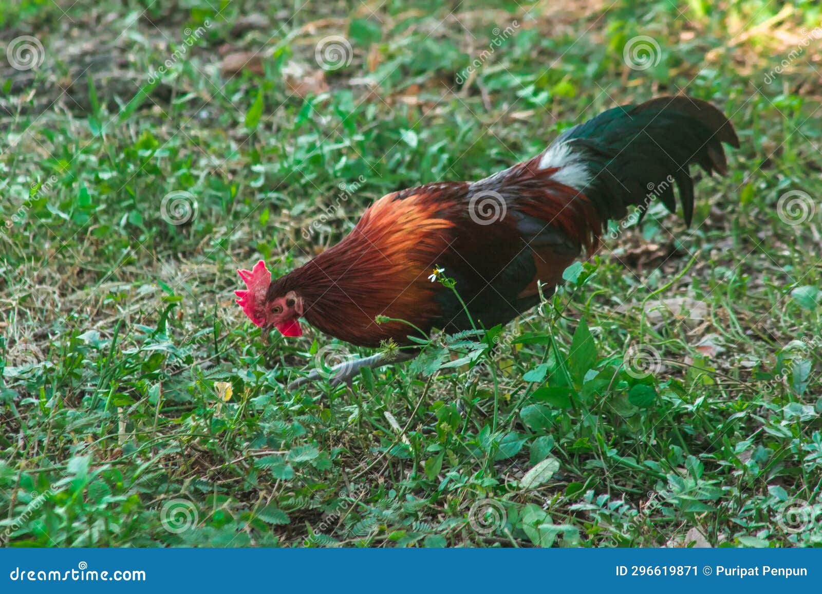Red Junglefowl Walks Around the Grass, Scavenging for Insects Stock ...