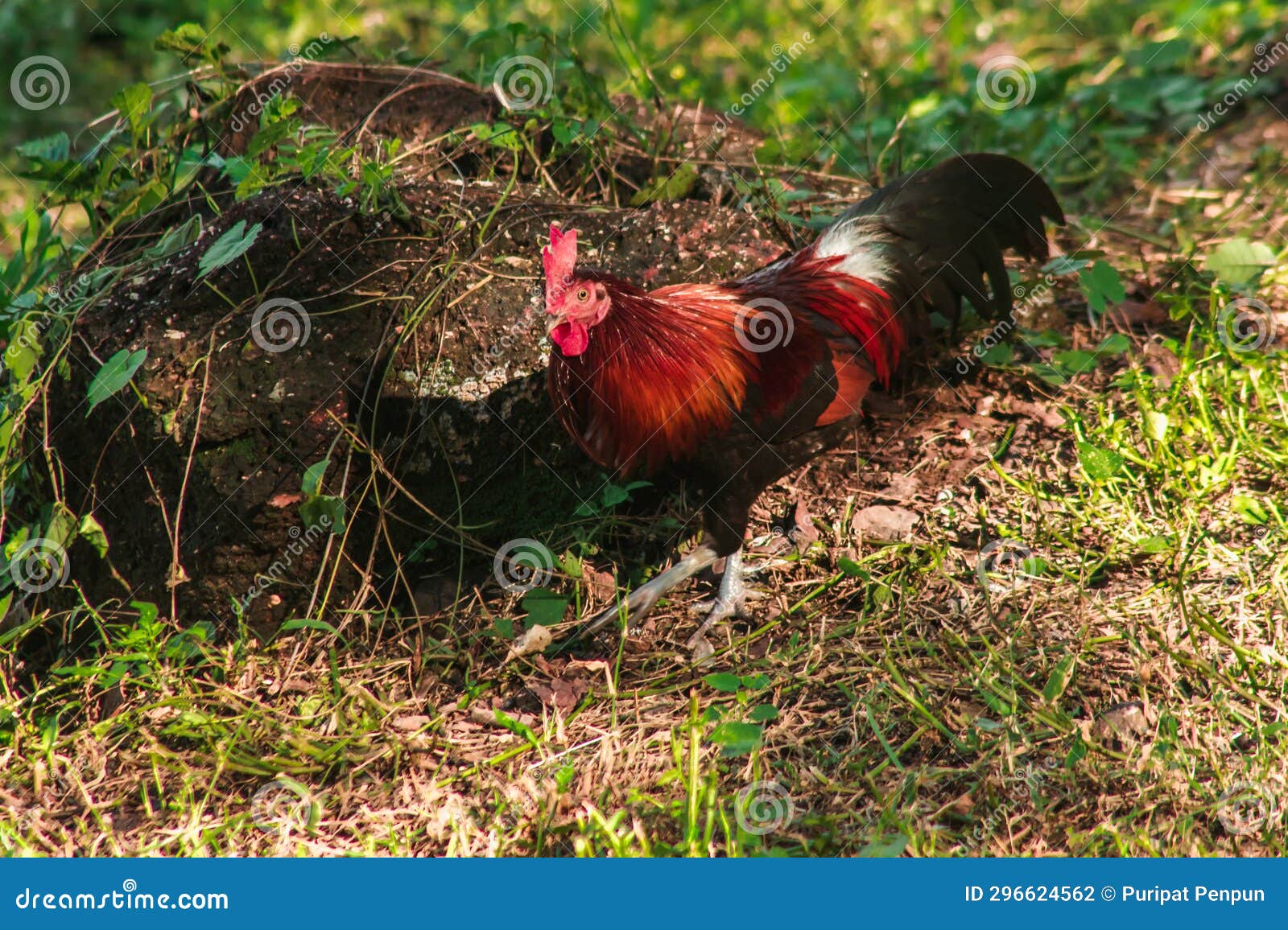 Red Junglefowl Walks Around the Grass, Scavenging for Insects Stock ...