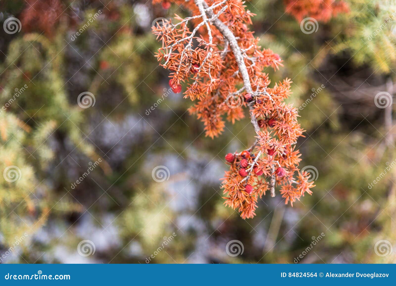 Red Juniper Branch on Blurred Background. Stock Photo - Image of ...