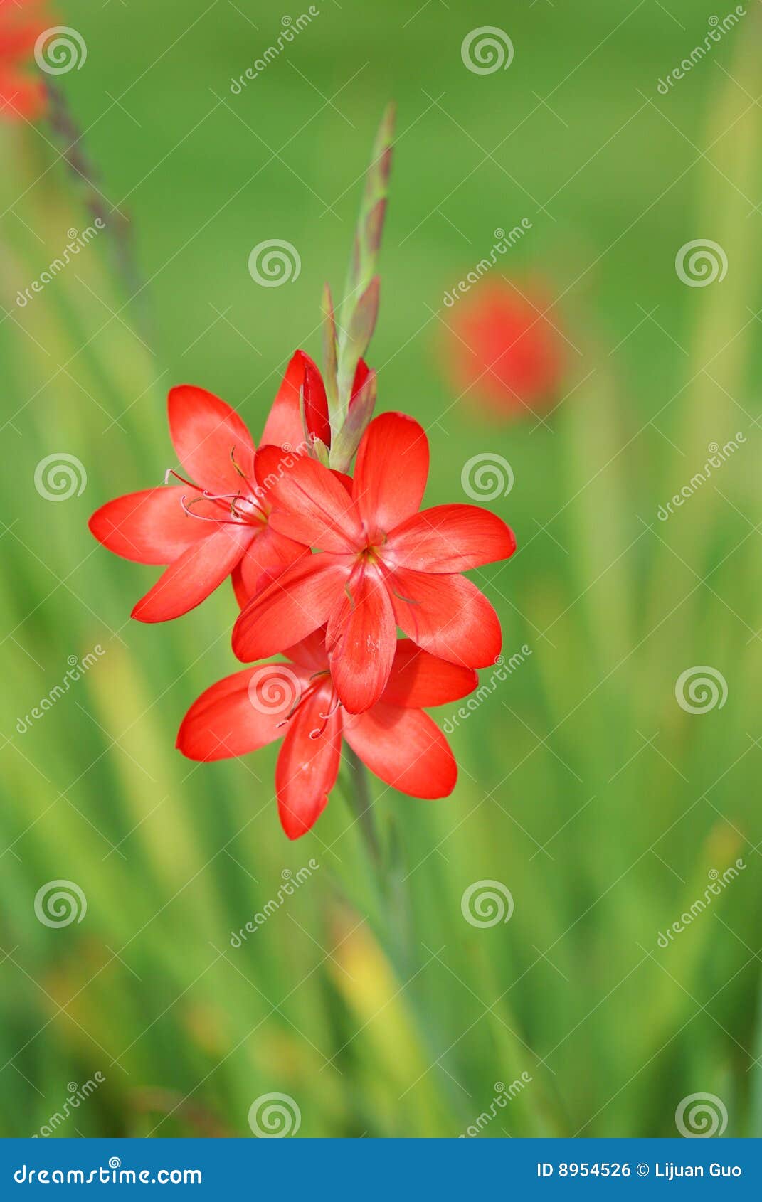 Kaffir Lily, Crimson Flag Lily Hesperantha Coccinea Stock Image ...