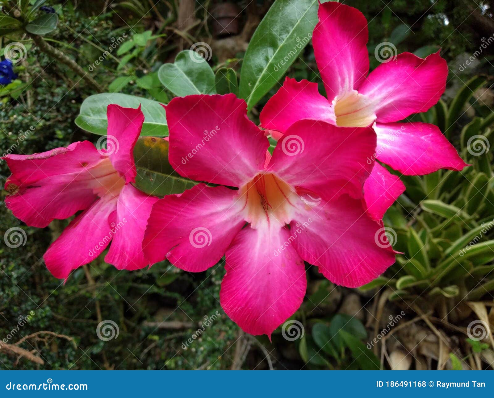 Kalachuchi stock photo. Image of flower, kalachuchi - 186491168