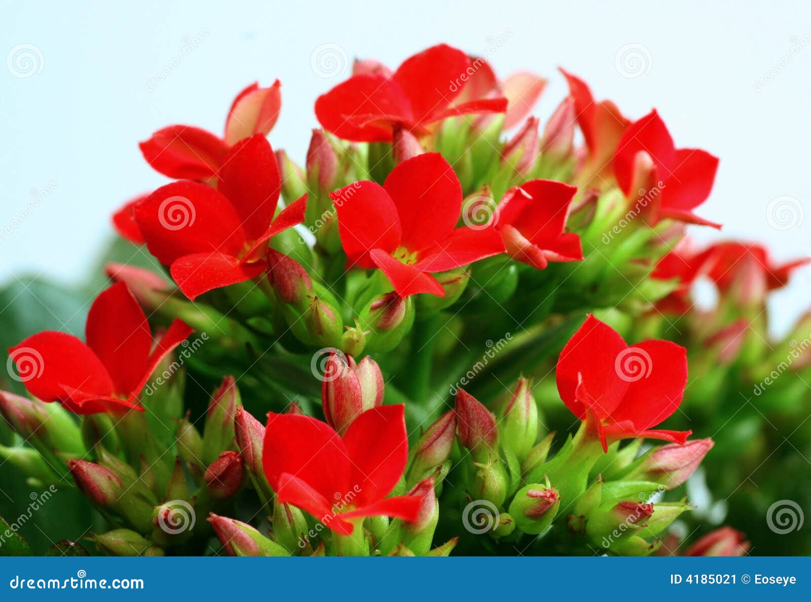 Kalanchoes Pink Stock Photos - Free & Royalty-Free Stock Photos from ...