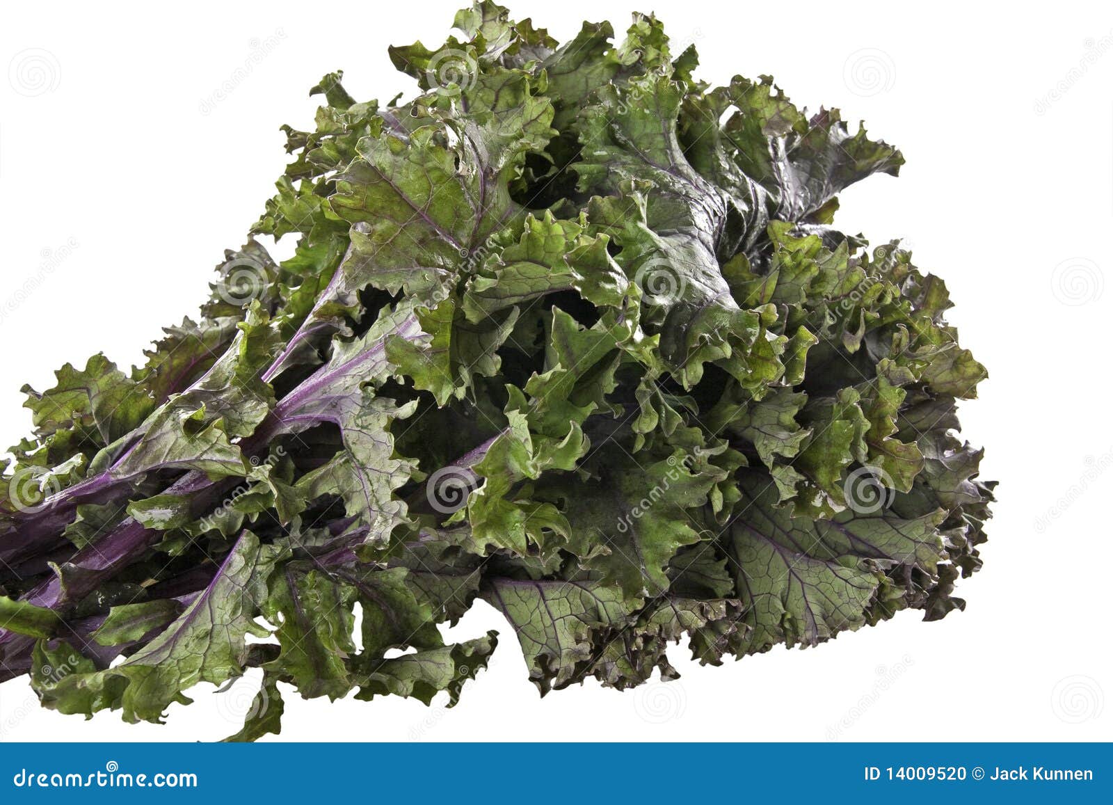 Red Kale stock photo. Image of plant, beneficial, vegetable - 14009520