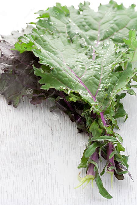 Red Kale stock photo. Image of leafy, foliage, organic - 21974508