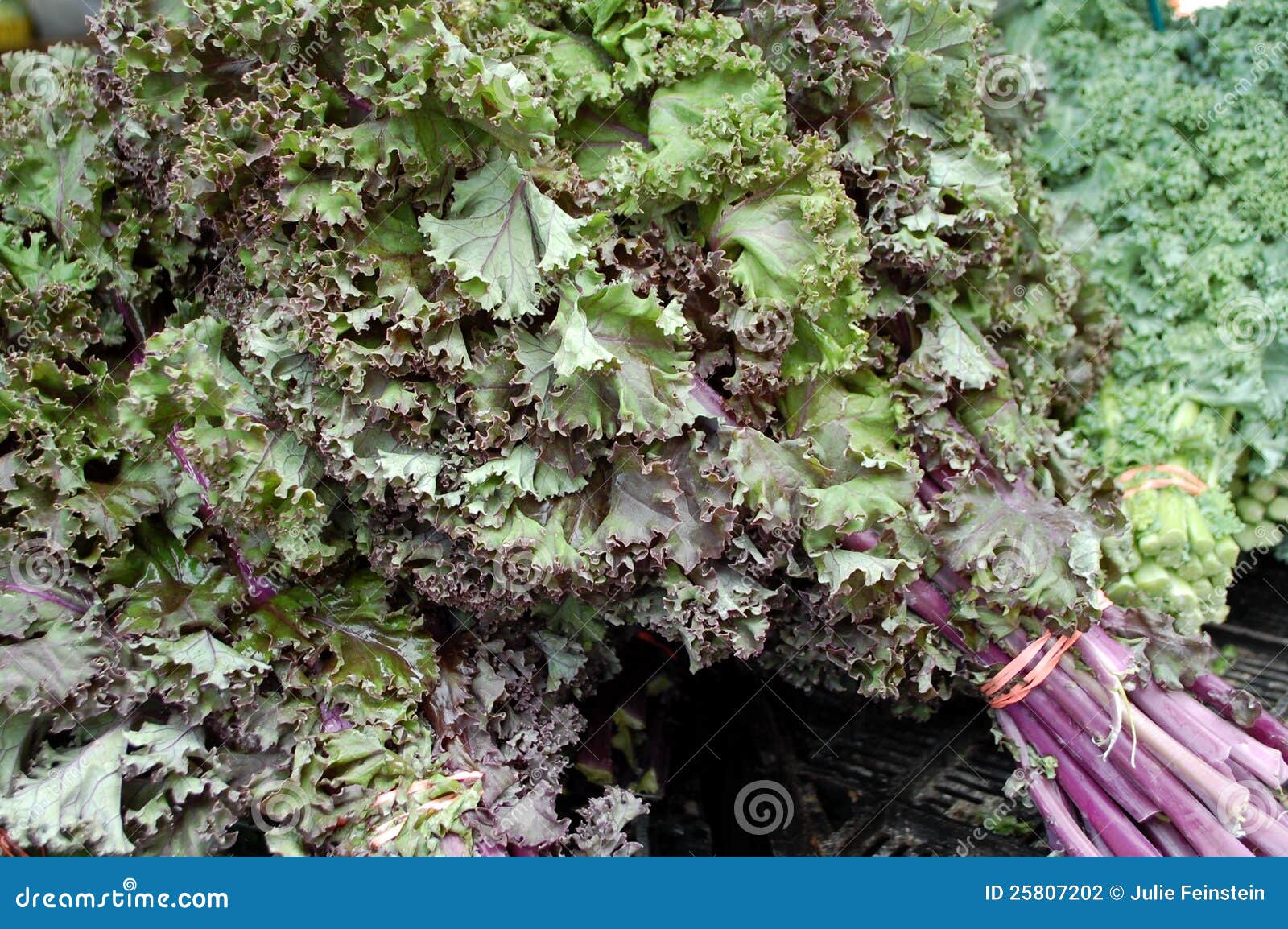 Red Kale stock photo. Image of kale, dark, vegetarian - 25807202
