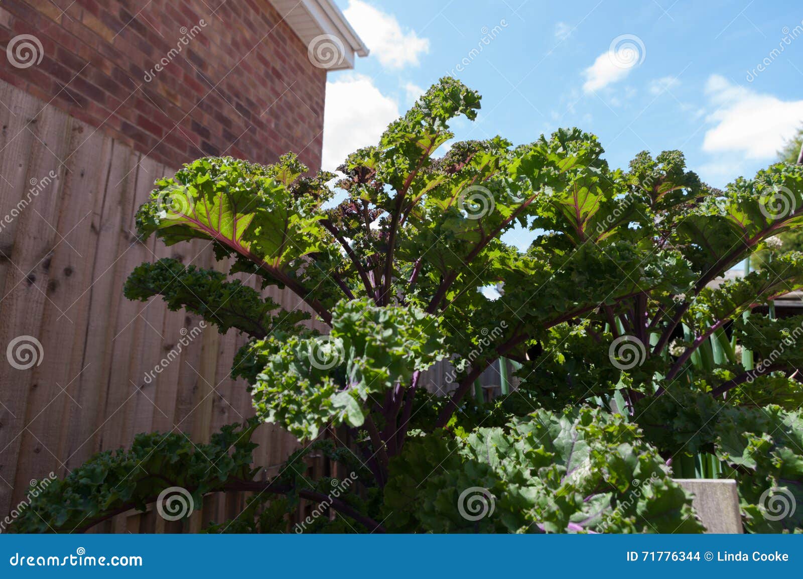 Red kale plants stock photo. Image of garden, kale, vegetables - 71776344