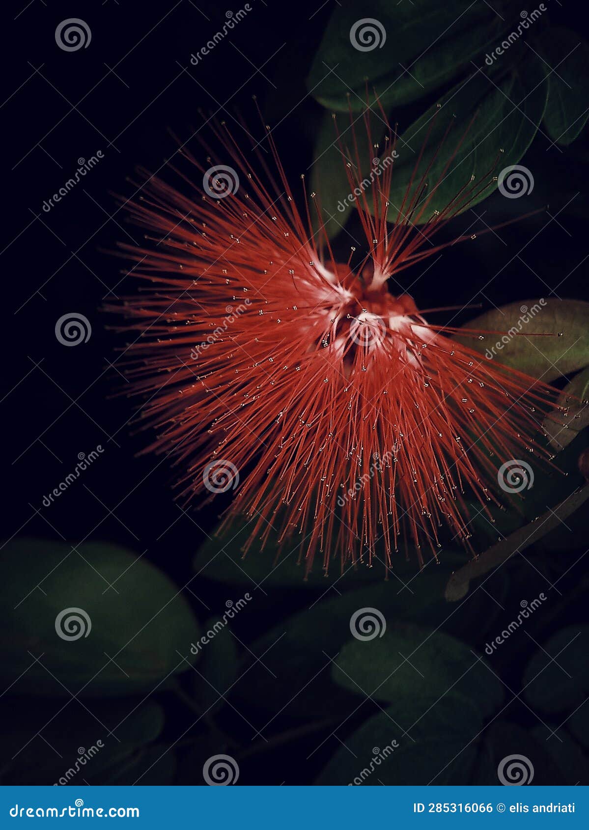 Red Kaliandra Flower on Darkmood Style Stock Photo - Image of style ...