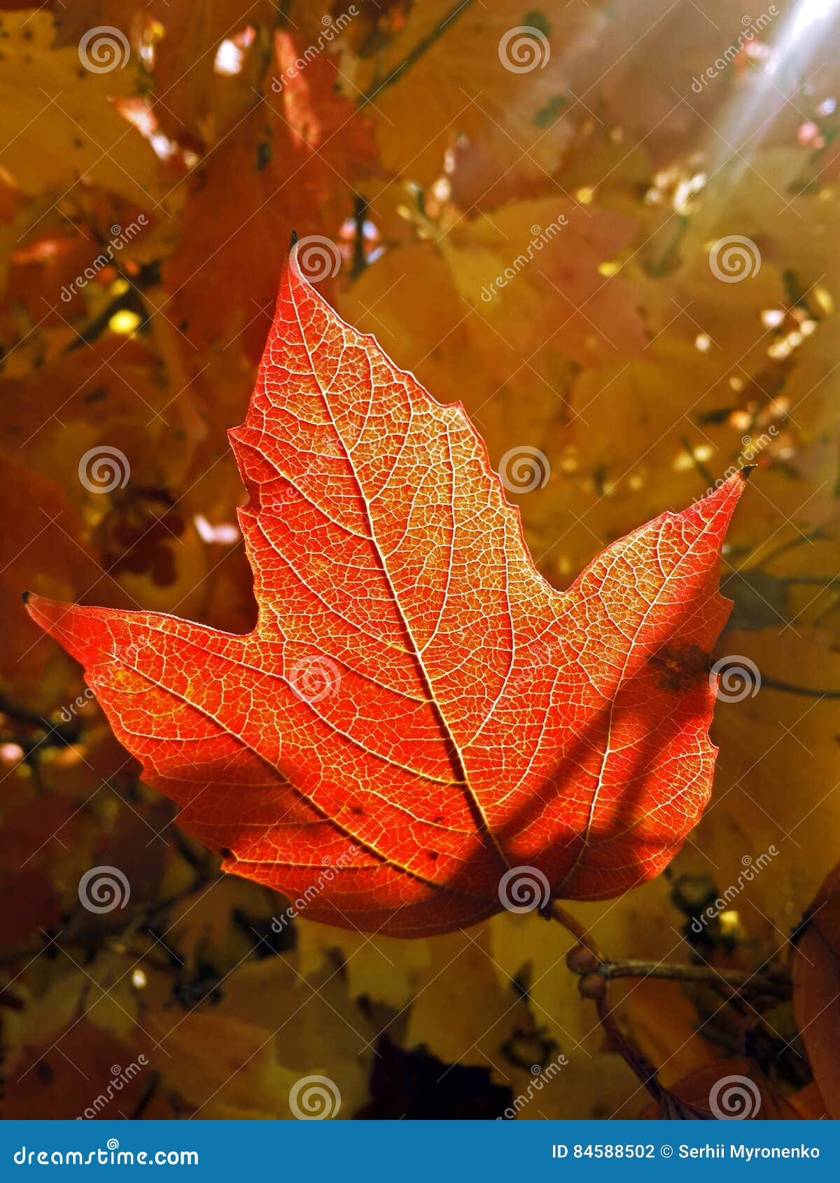 Red Kalina Leaf at Sun Rays Stock Photo - Image of tree, autumn: 84588502