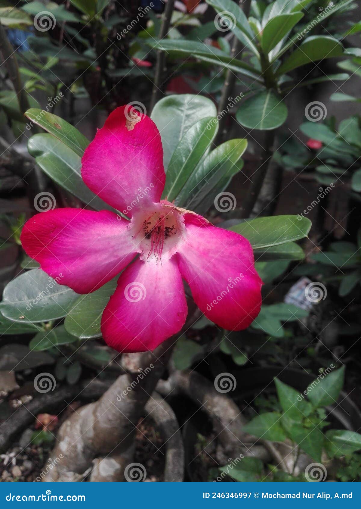 Red kamboja flower stock image. Image of cambodia, shrub - 246346997