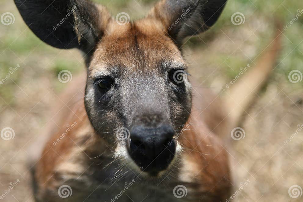 Red Kangaroo stock photo. Image of mascot, australia - 17824416