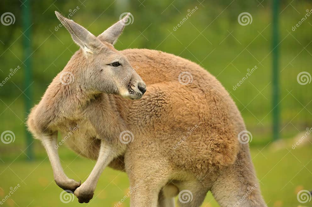 Red Kangaroo stock image. Image of park, baby, native - 19683177