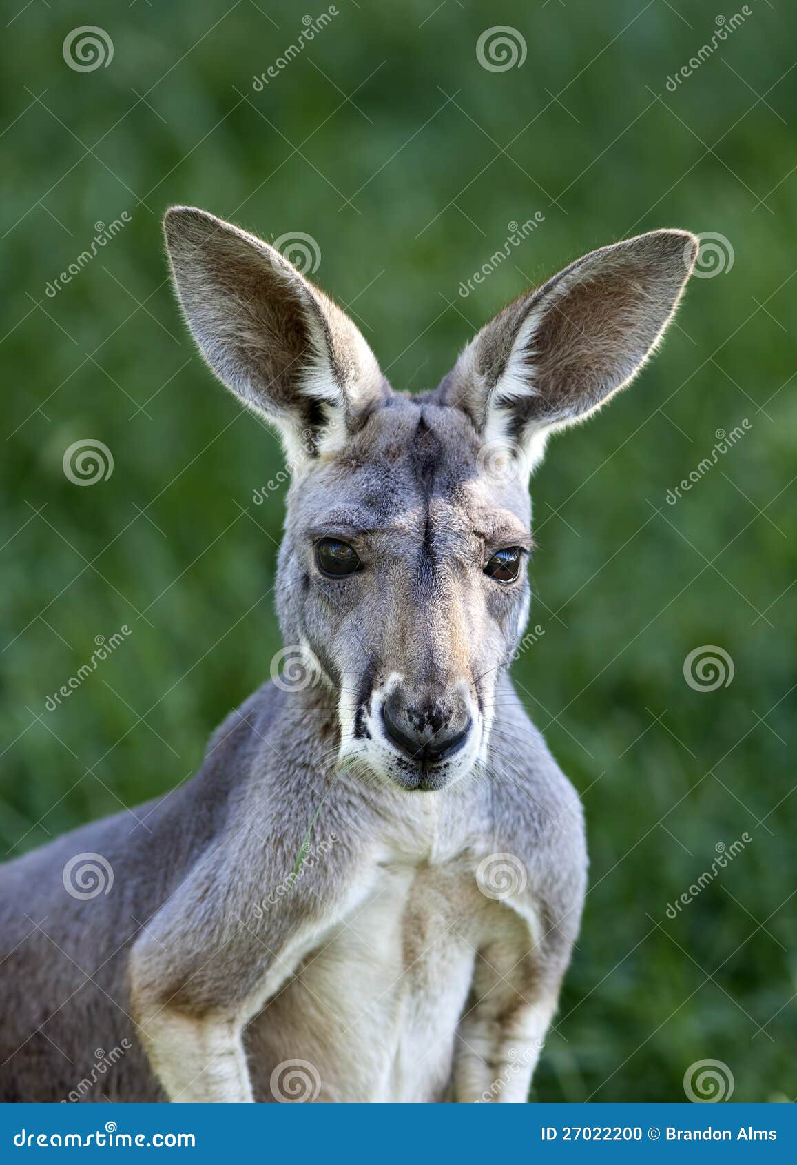 Red Kangaroo stock photo. Image of camera, wildlife, color - 27022200