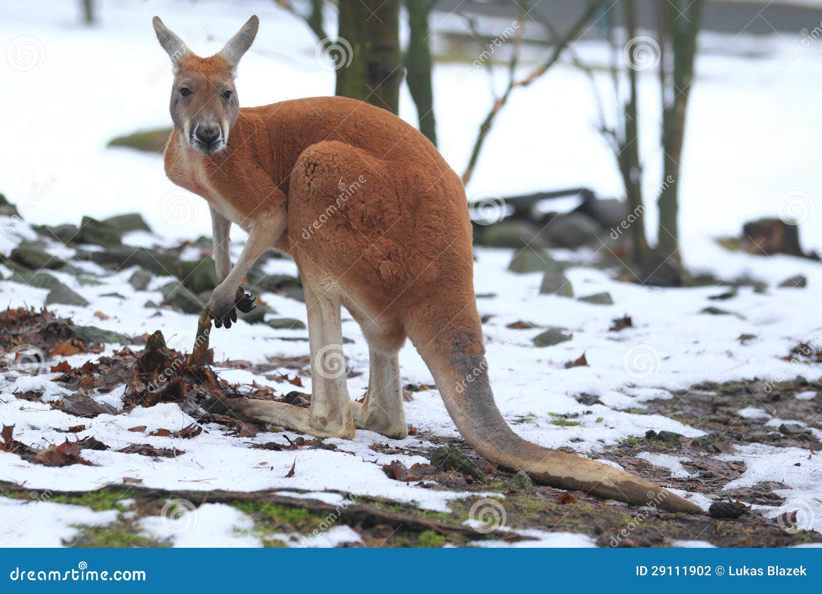 Red kangaroo stock photo. Image of macropus, rufus, marsupial - 29111902