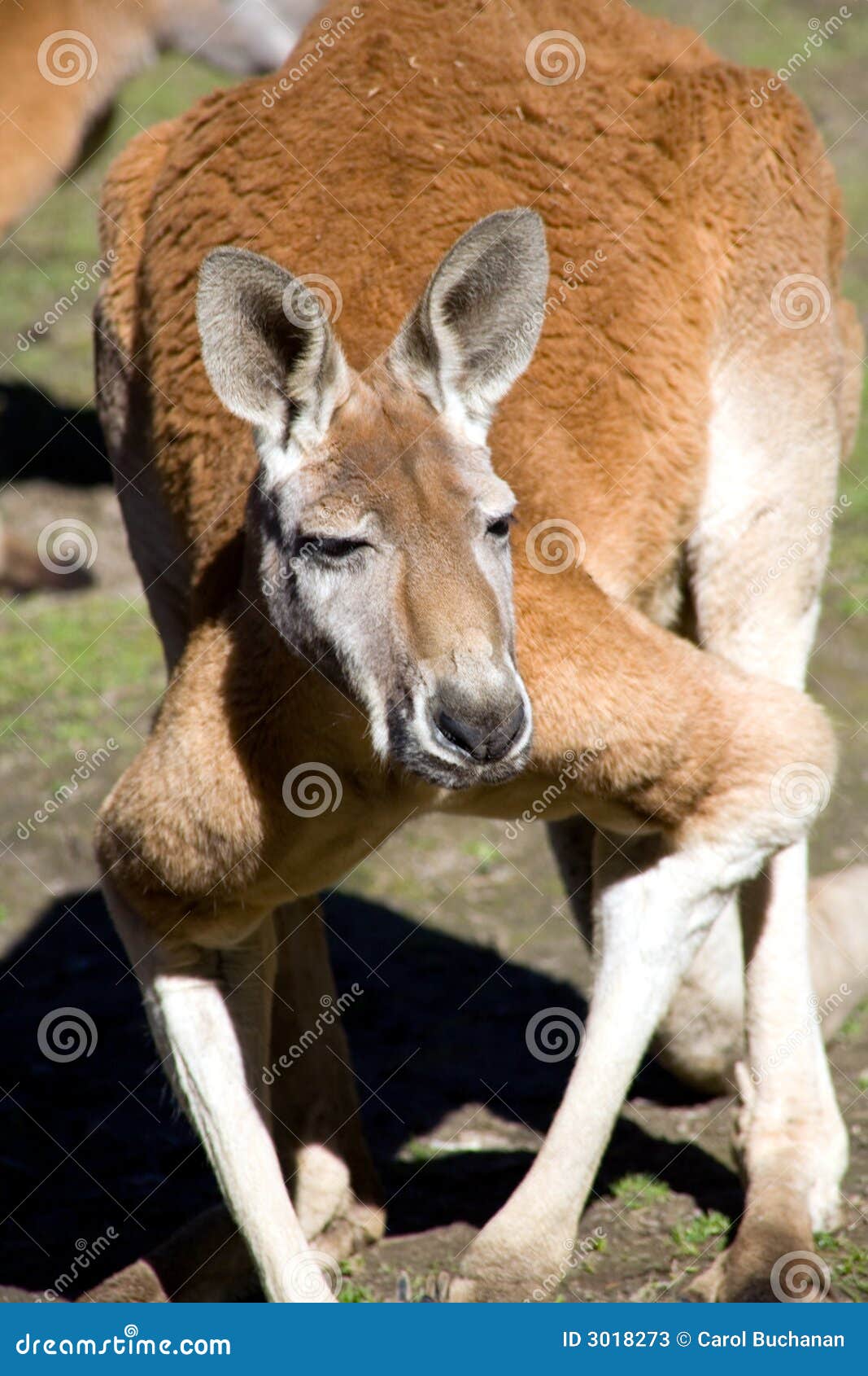 Red Kangaroo stock image. Image of native, animal, australian - 3018273