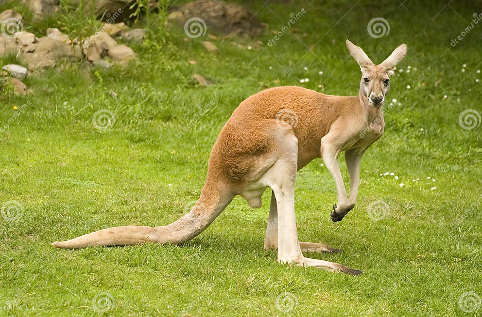 Red Kangaroo stock photo. Image of legs, standing, green - 3388770
