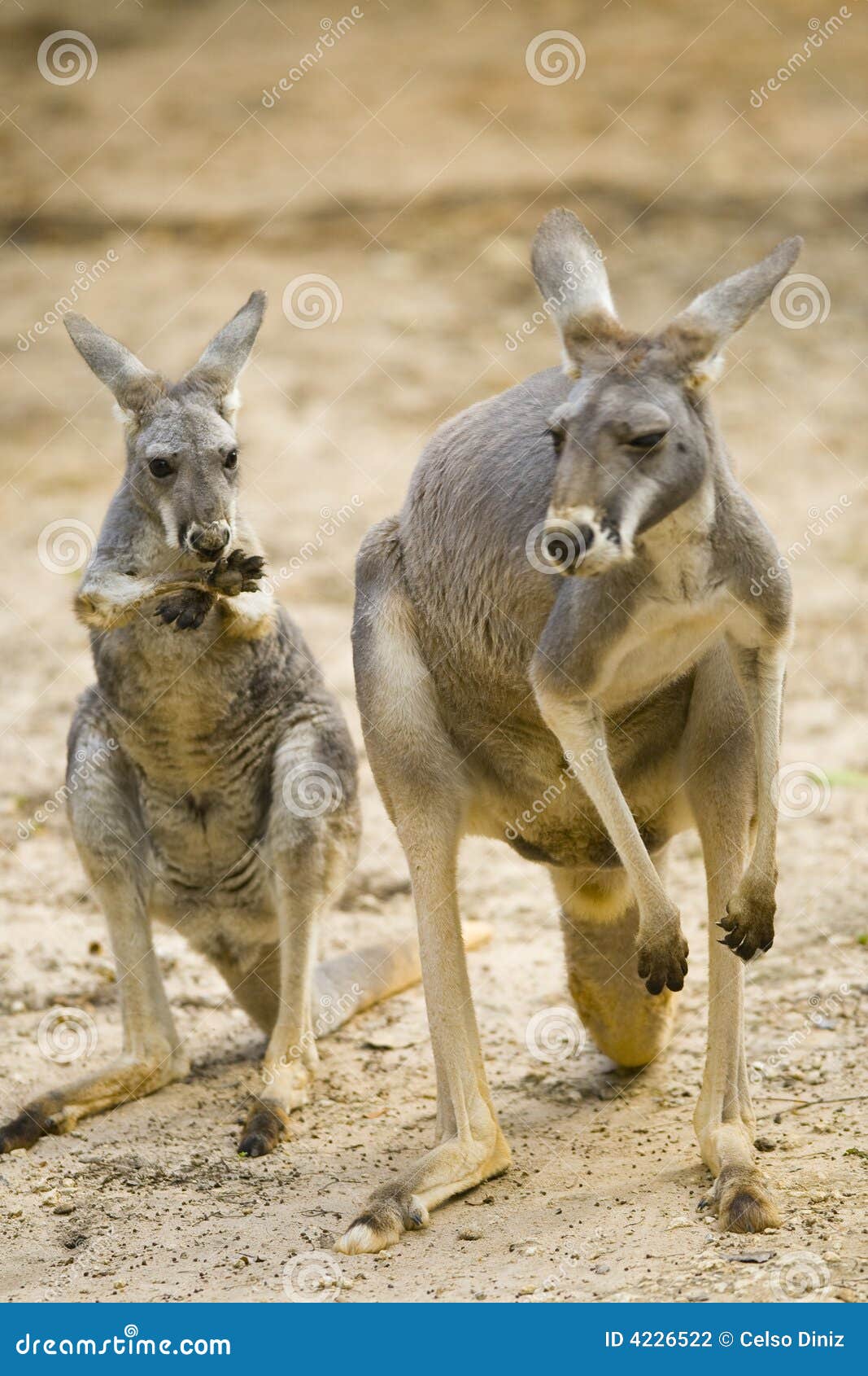 Red Kangaroos stock photo. Image of front, baby, roos - 4226522