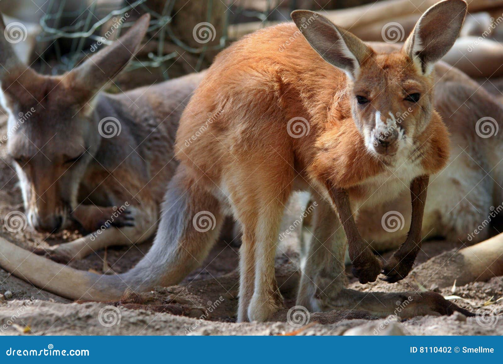 Red Kangaroo stock photo. Image of pouch, eyes, native - 8110402