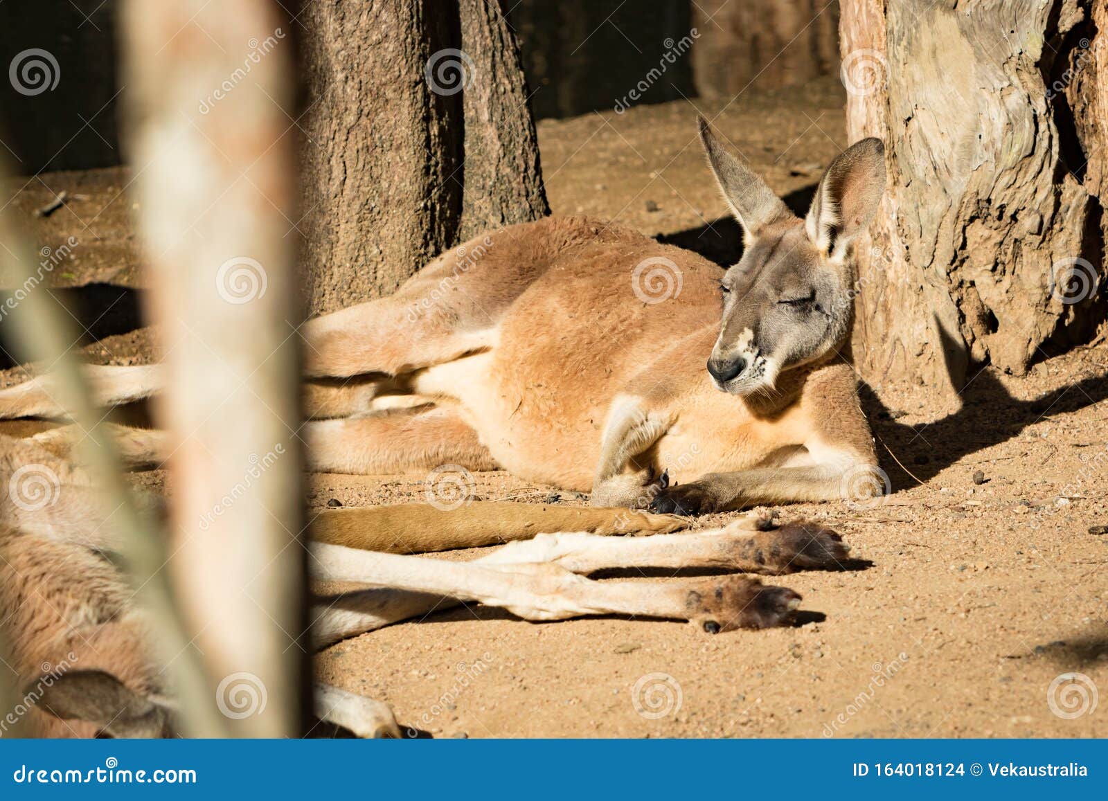 Adult Red Kangaroo Resting Australia Stock Photo - Image of resting ...
