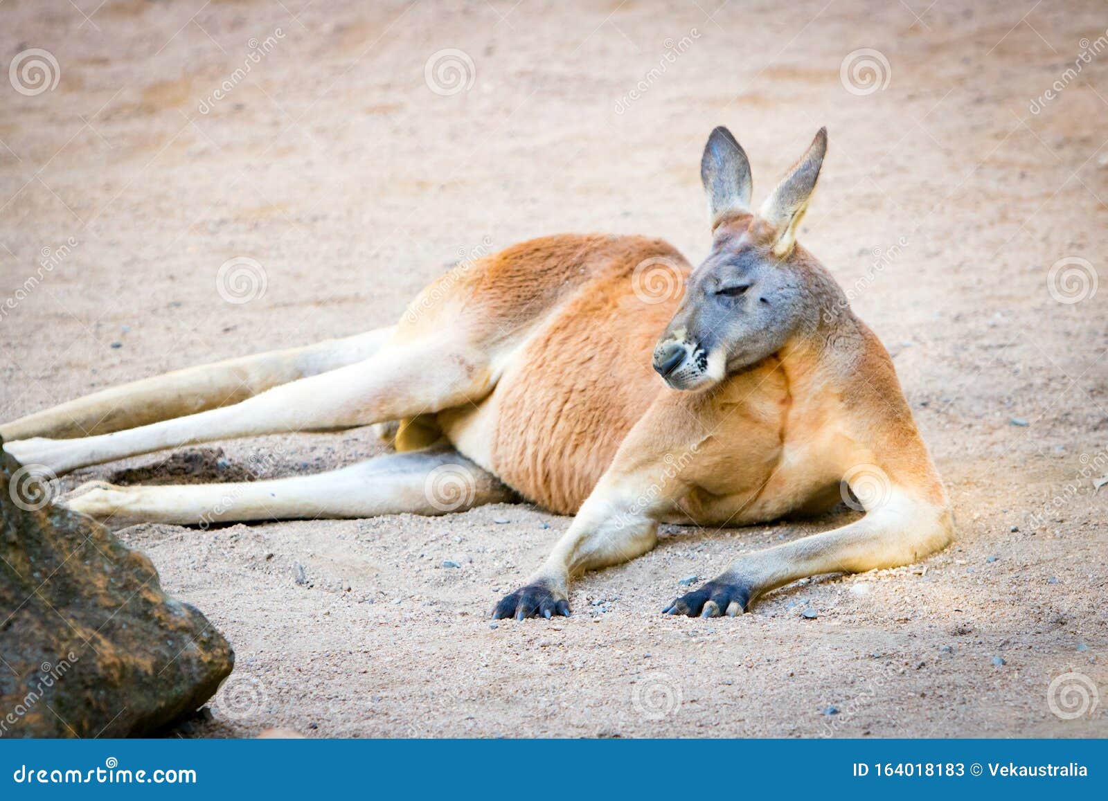 Adult Red Kangaroo Resting Australia Stock Image - Image of fauna ...