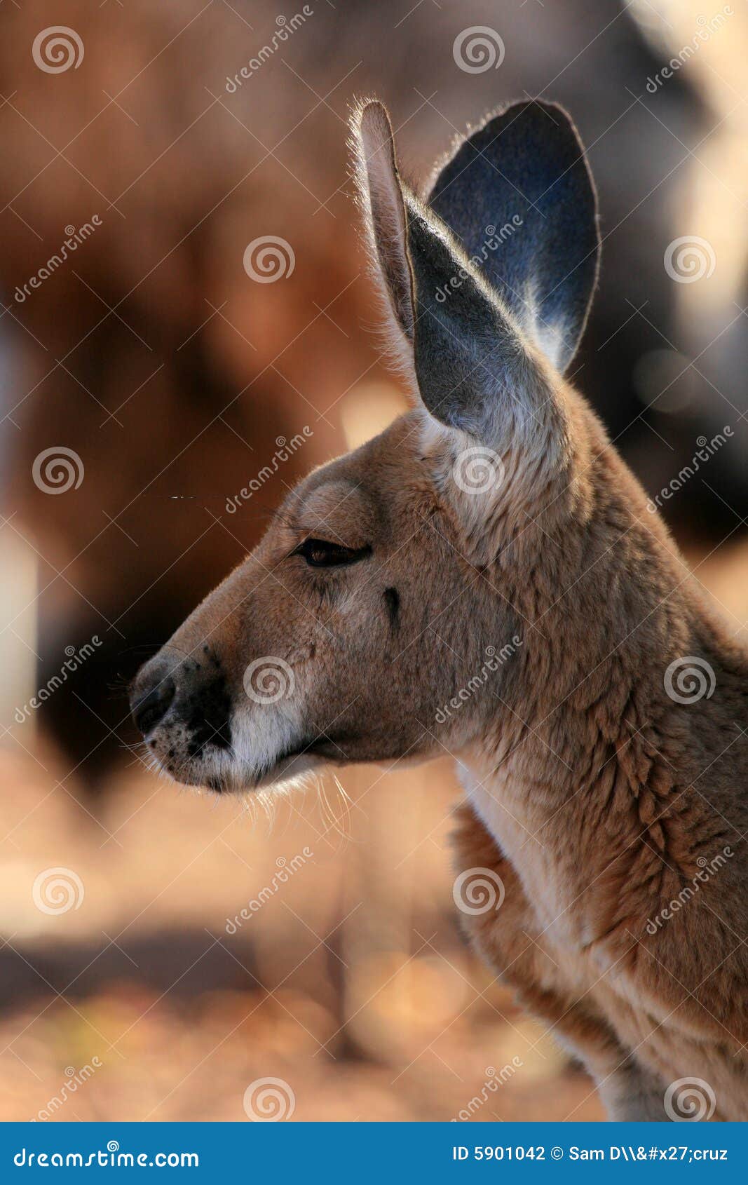 Red Kangaroo, Australia stock photo. Image of closeup - 5901042