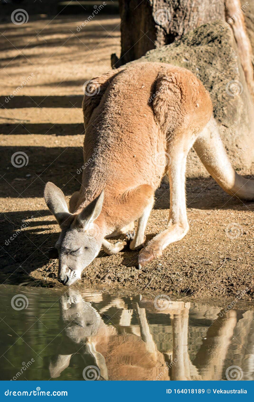 Adult Red Kangaroo Drinking Water Australia Stock Image - Image of ...