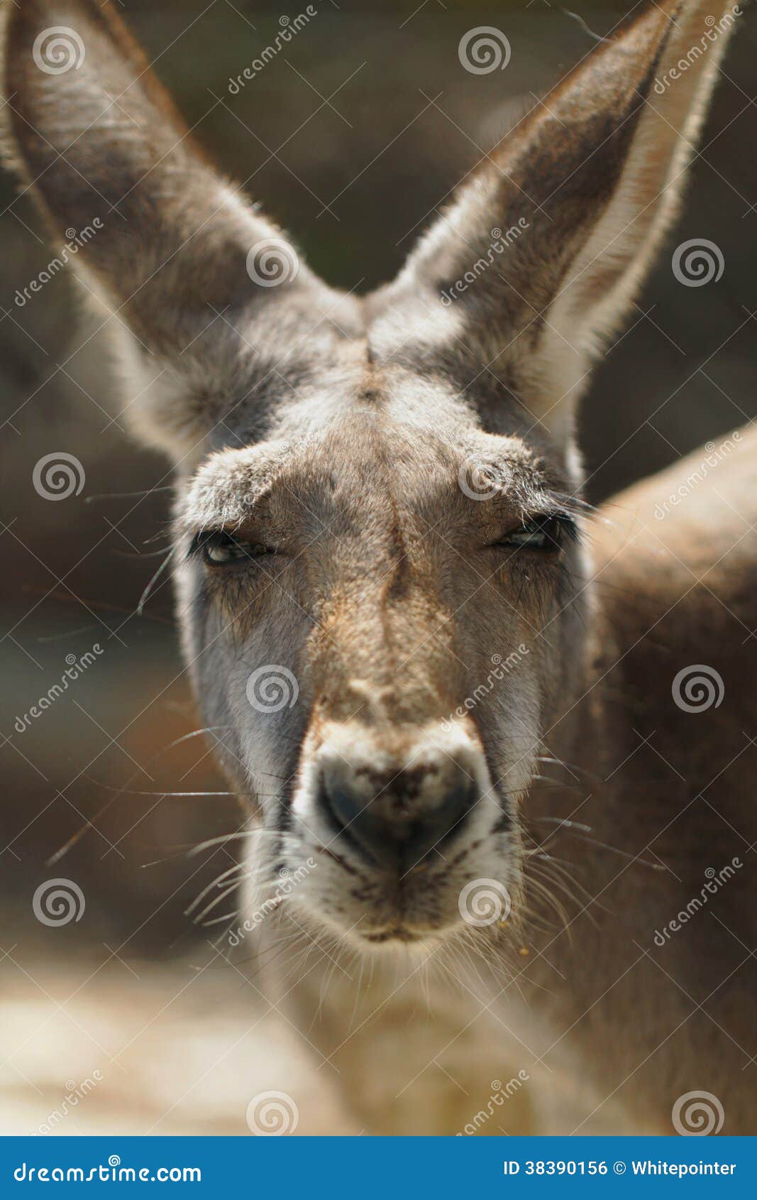 Red Kangaroo Closeup stock photo. Image of marsupial - 38390156
