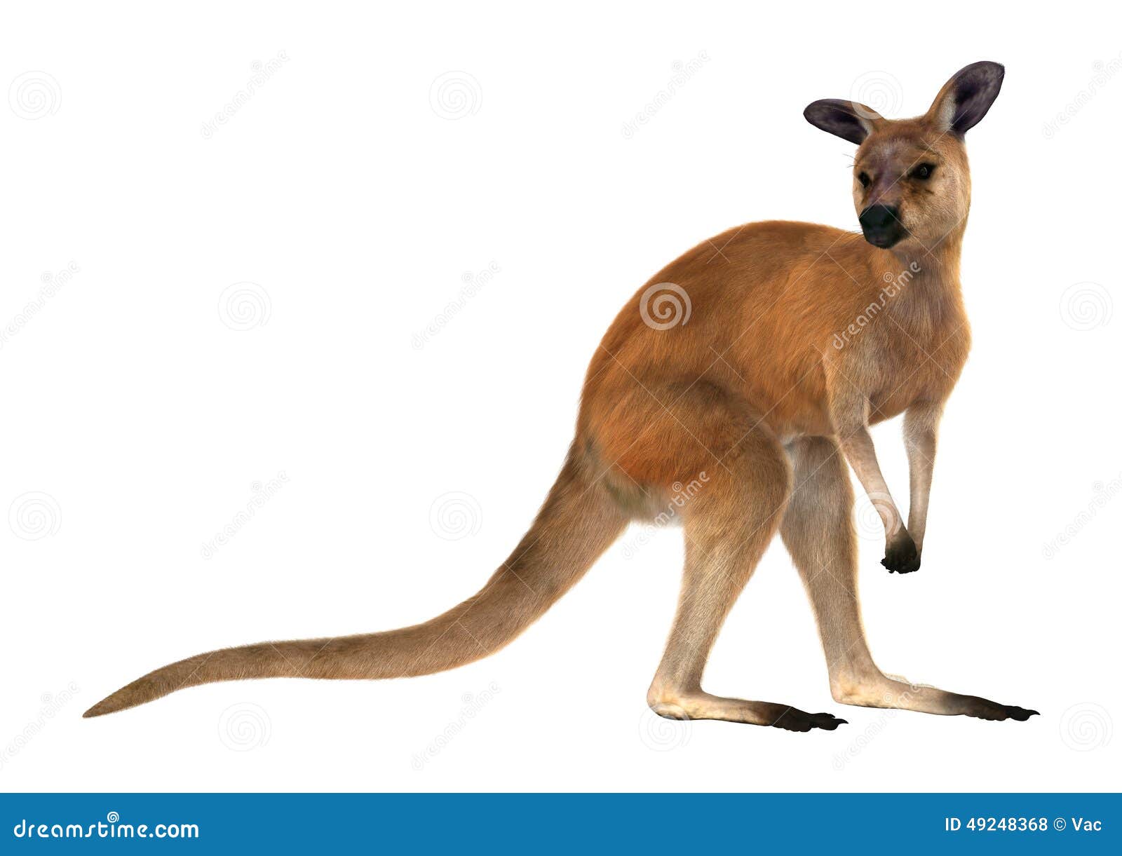Red Kangaroo stock illustration. Illustration of australian - 49248368