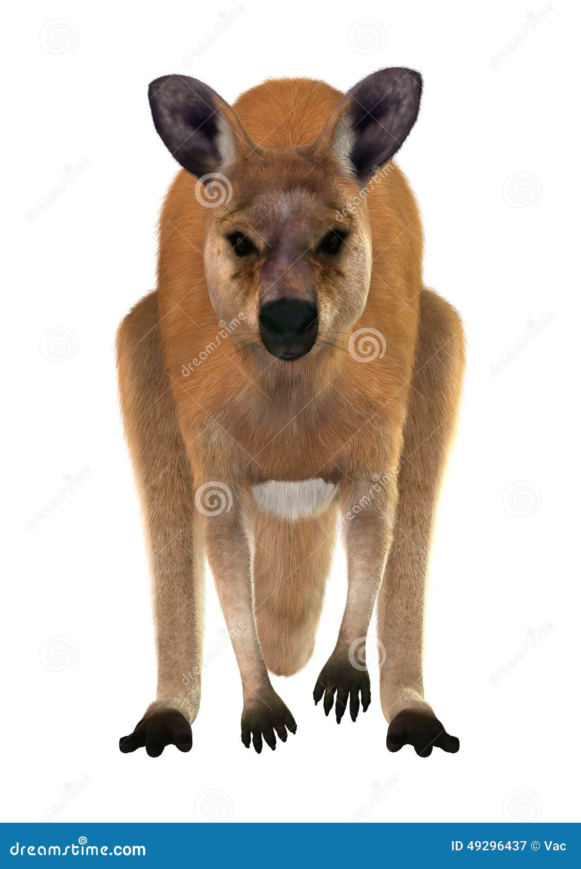 Red Kangaroo stock illustration. Illustration of nature - 49296437