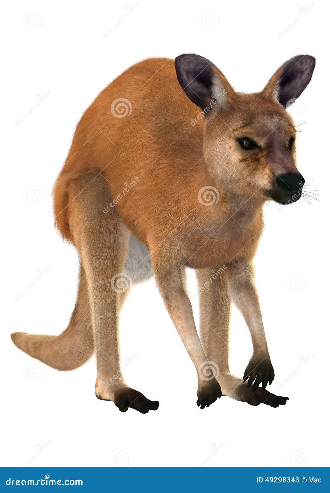 Red Kangaroo stock illustration. Illustration of australian - 49298343