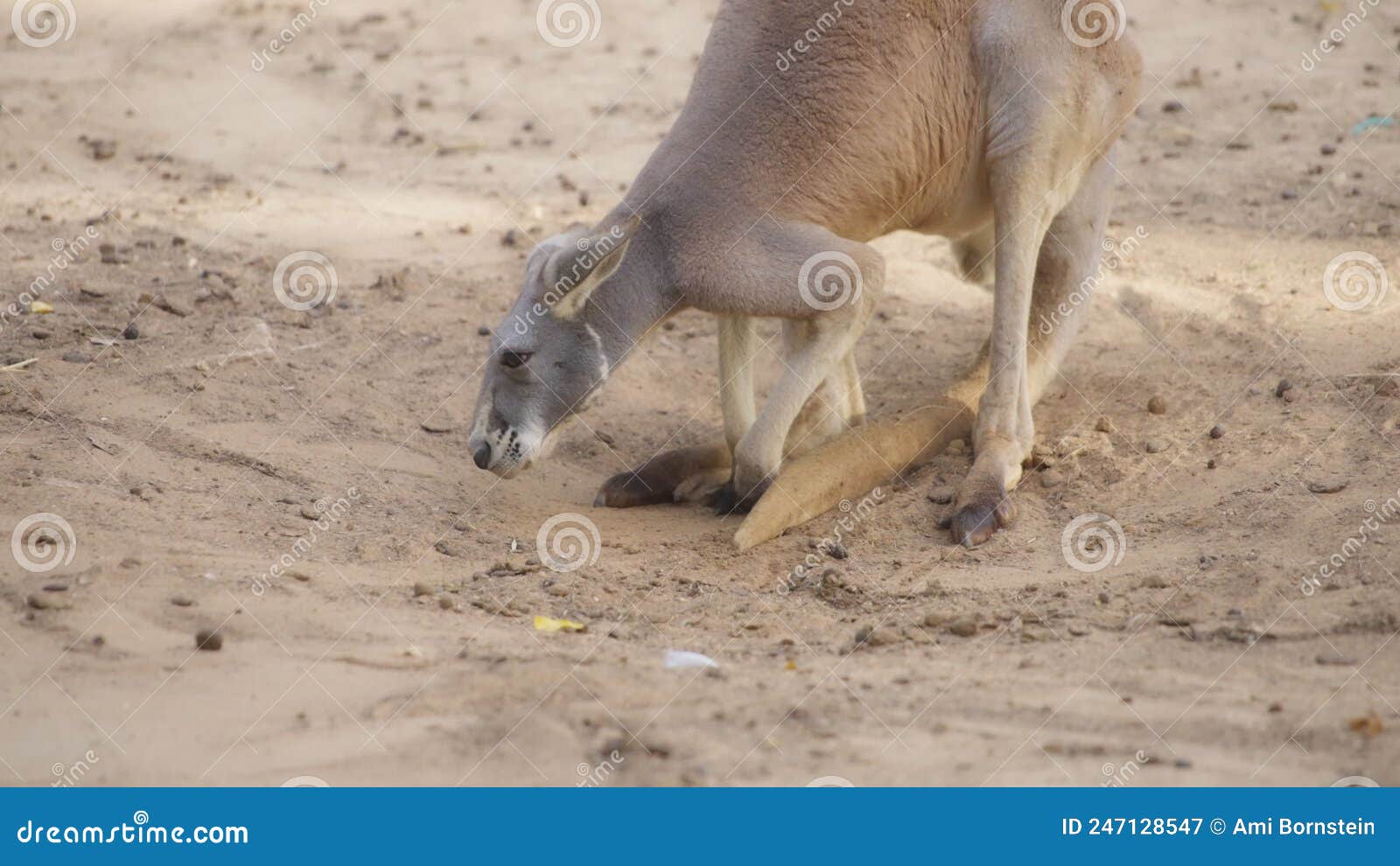Red Kangaroo Digging in the Ground Stock Video - Video of grey, cute ...