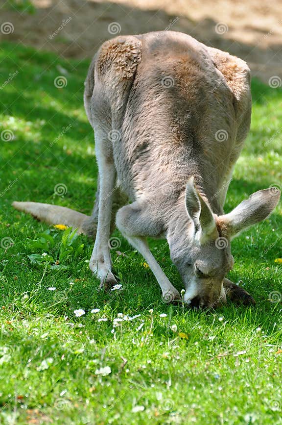 Red kangaroo stock image. Image of metatheria, blade - 48531163