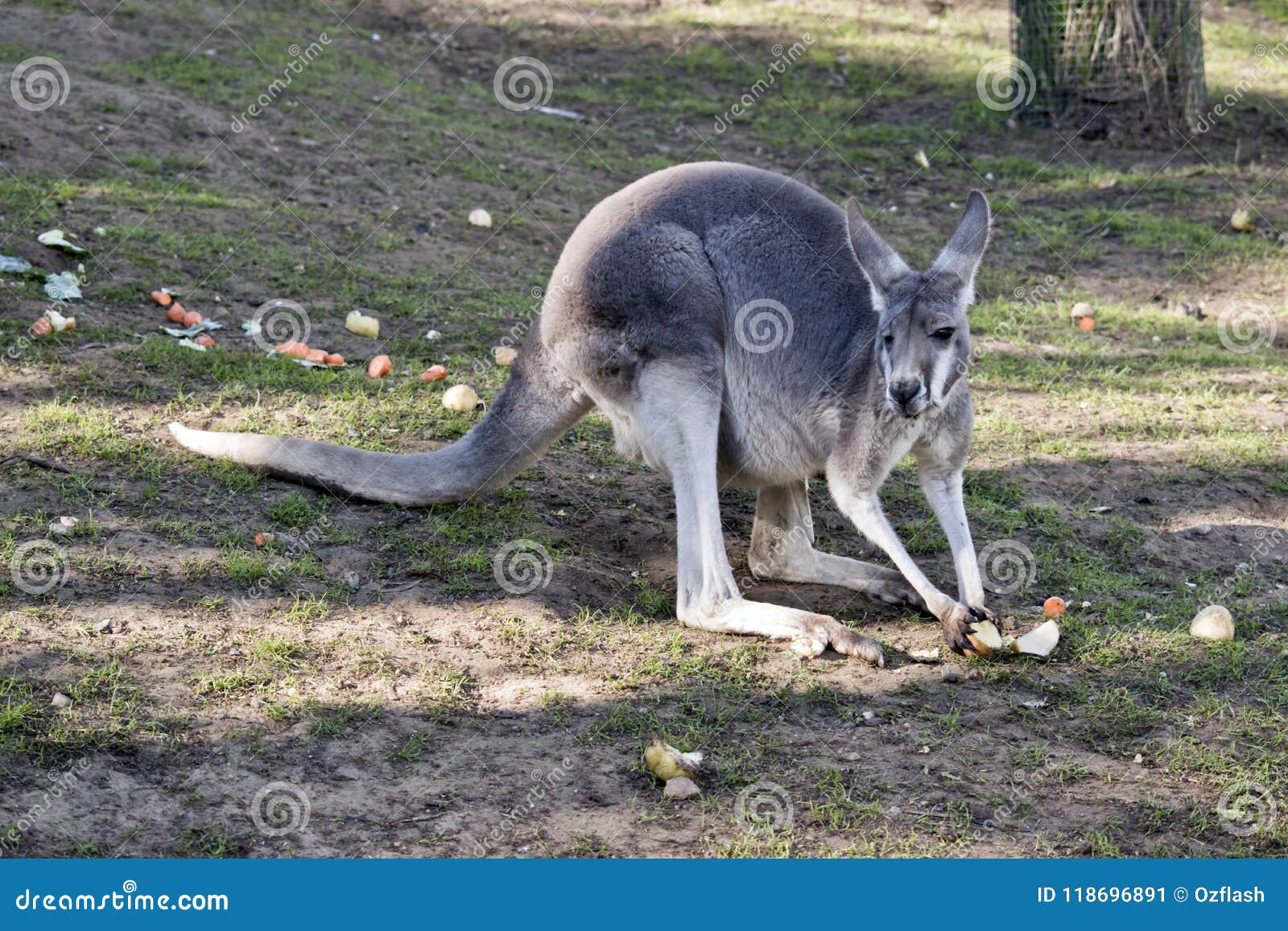 A red kangaroo stock image. Image of grey, marsupial - 118696891